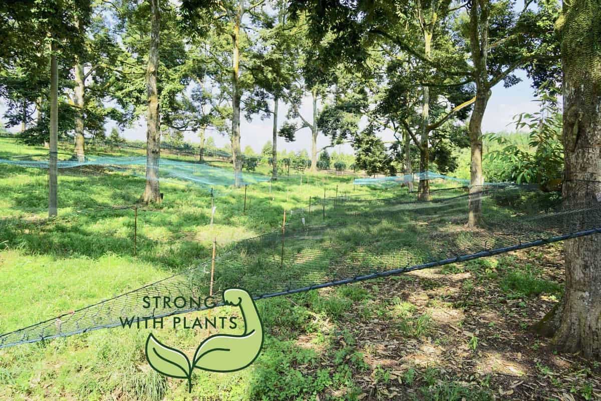 Visiting Organic Farm for Best Durian | Strong With Plants - Vegan ...